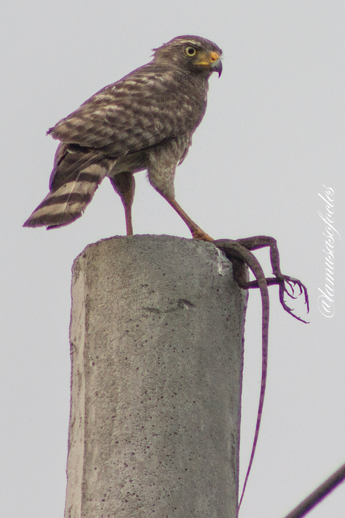Roadside Hawk from Boca del Río, Ver., México on April 25, 2020 at 08: ...