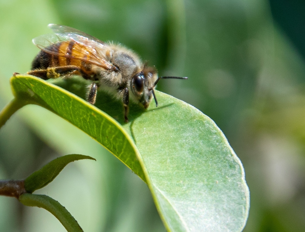 Western Honey Bee from E'3, La Molina 15024, Perú on April 07, 2020 at ...