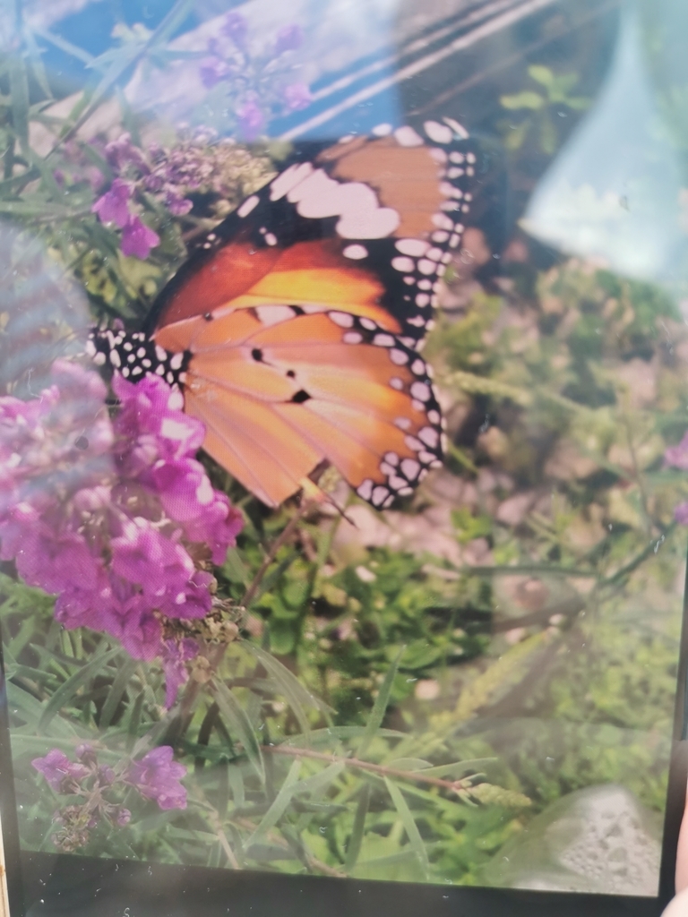 Lesser Wanderer from Onerahi, Whangarei, New Zealand on April 26, 2020 ...