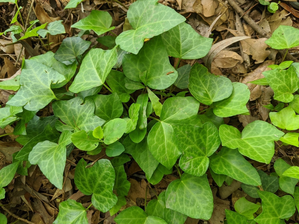 common ivy from Decatur, GA 30030, USA on April 25, 2020 at 04:32 PM by ...