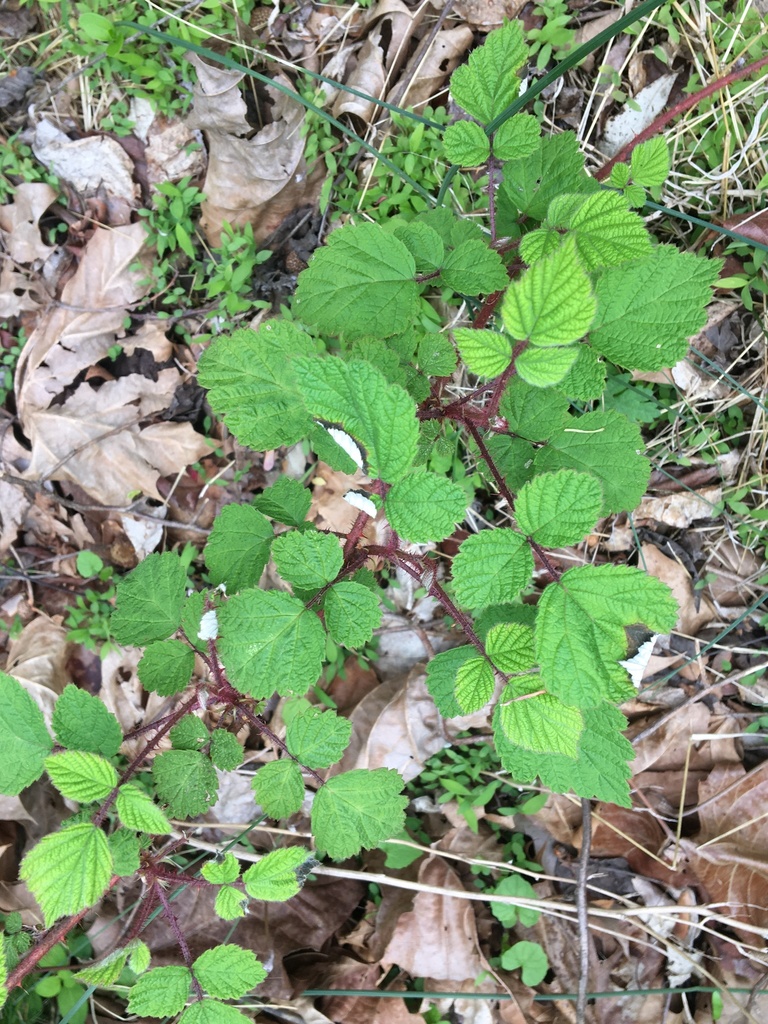 wineberry from Waples Mill Meadow Park, Oakton, VA, US on April 25 ...