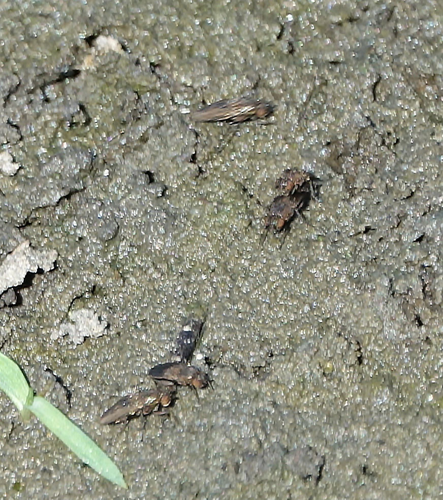 Shore Flies from Contra Costa County, CA, USA on April 24, 2020 at 10: ...