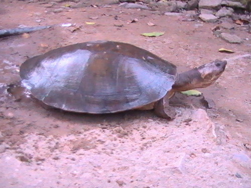 iNaturalist.org · Podocnemis lewyana, observed by oscarruiz