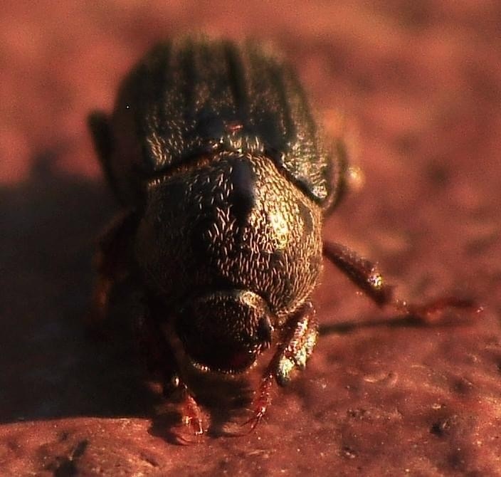 Faula from San Carlos, Alajuela, CR on April 25, 2020 at 09:37 PM by ...