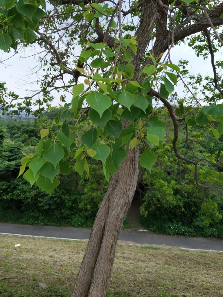 Chinese Tallow from 302台灣新竹縣竹北市鹿場里 on April 26, 2020 at 02:30 PM by ...