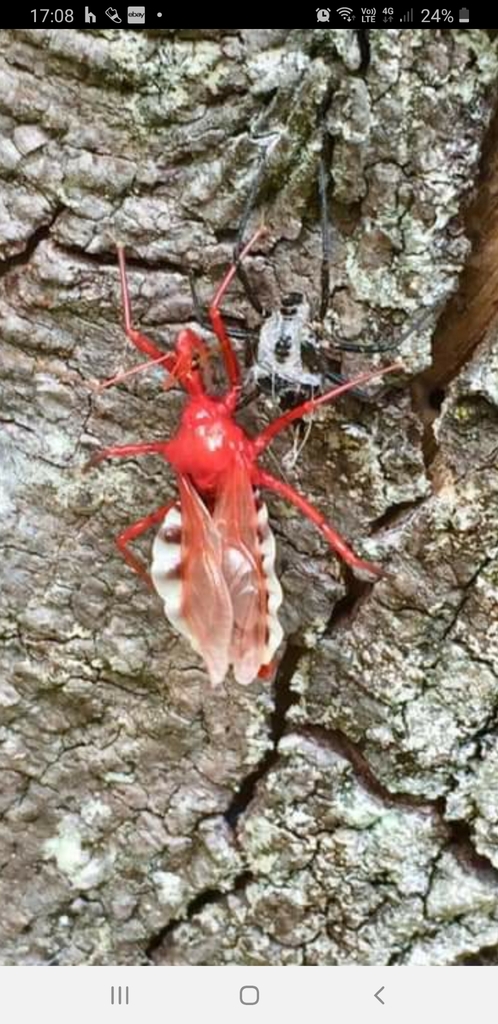 Japanese Assassin Bug from Japan on April 26, 2020 at 12:30 PM by ...