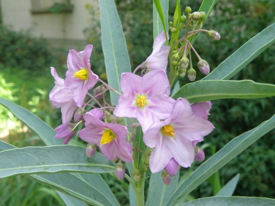 Duraznillo blanco (Biodiversidad de las Facultades de Agronomía y ...