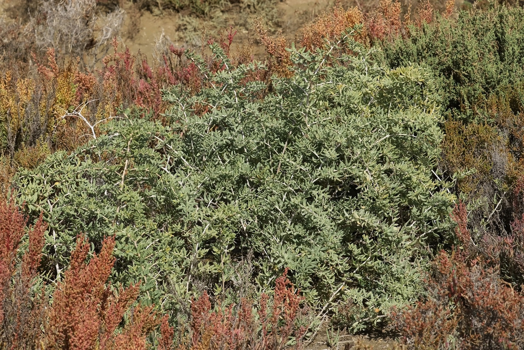nitre bush from Port Adel. Enfield - Coast, South Australia, Australia ...