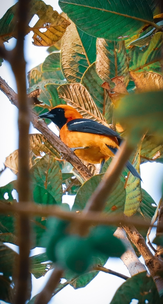 Altamira Oriole from Cocohital, Tab., México on April 22, 2020 at 09:07 ...