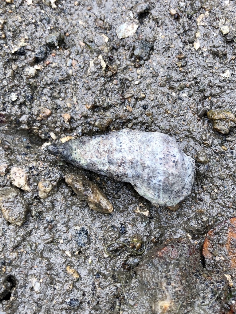 Cerith Snails and Allies from Three Fathoms Cove on April 26, 2020 at ...