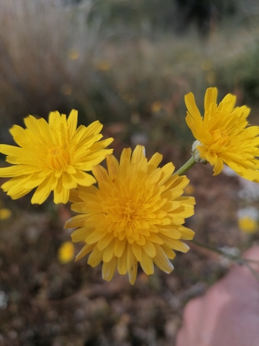 Crepis dioscoridis · iNaturalist Ecuador
