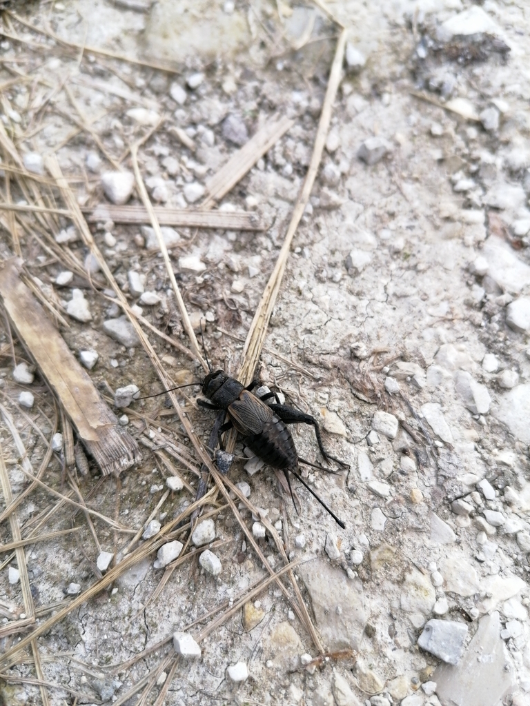 Desert Cricket from 16200 Les Métairies, France on April 26, 2020 at 03 ...