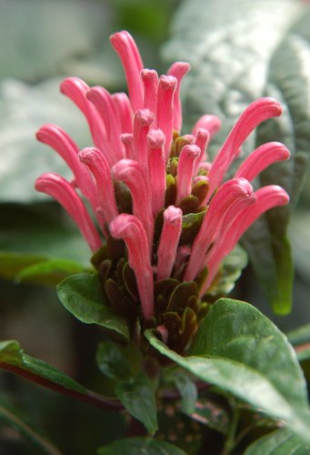 Genus Cyrtanthera · iNaturalist