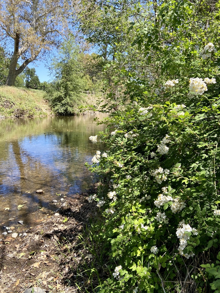 multiflora rose from Big Chico Creek, Chico, CA, US on April 23, 2020 ...