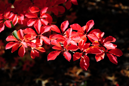 Liquidámbares y parientes (Altingiaceae)
