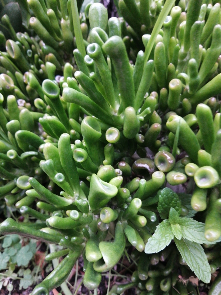 stonecrop family from City of Cape Town, ZA-WC, ZA on April 26, 2020 at ...