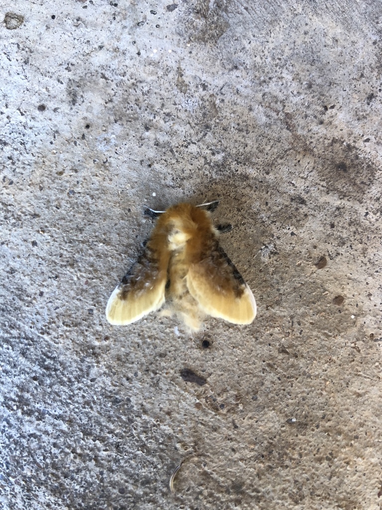Southern Flannel Moth in April 2020 by Brannon Suggs · iNaturalist