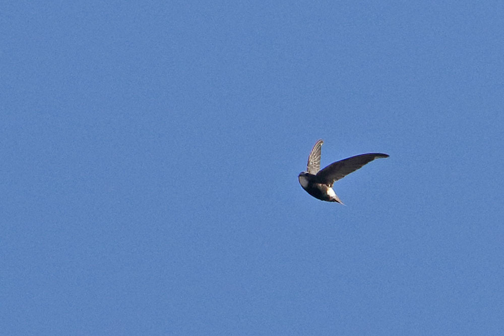 Little Swift from Milnerton Rural, Cape Town, 7441, South Africa on ...