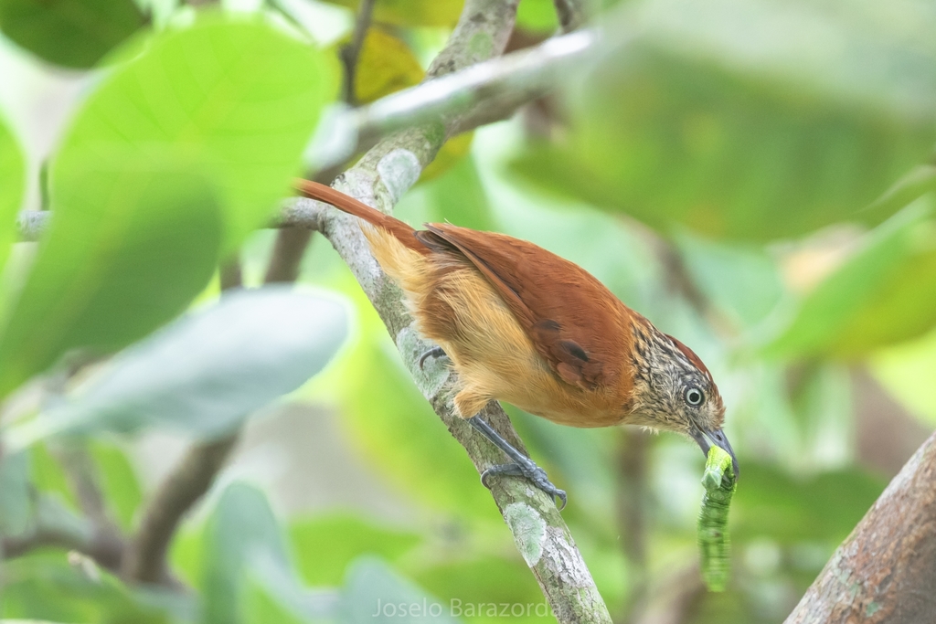 Barred Antshrike from La Joya on April 26, 2020 at 07:28 AM by Joselo ...