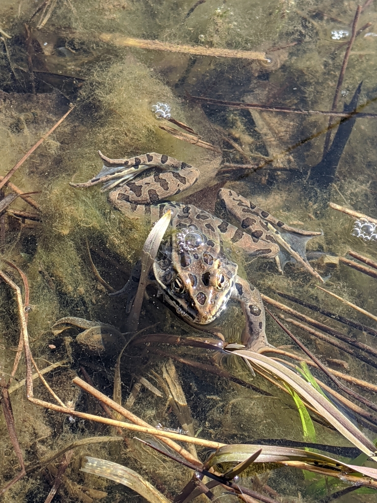 Northern Leopard Frog from Goetz, WI 54727, USA on April 26, 2020 at 03 ...