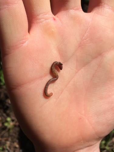Chestnut Worm (Lumbricus castaneus) · iNaturalist
