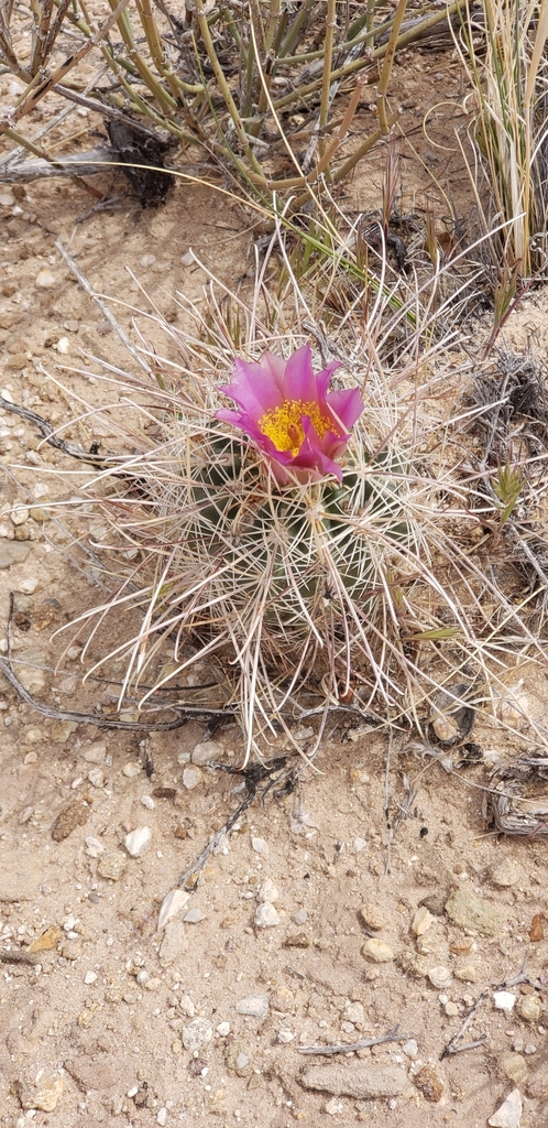 Smallflower Fishhook Cactus from Page, AZ 86040, USA on April 26, 2020 ...