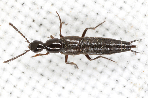 Philonthus nigrita · iNaturalist