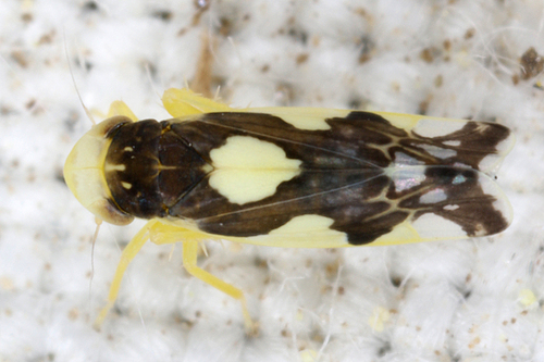 Eupteryx notata · iNaturalist United Kingdom