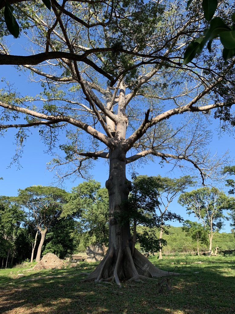 Kapok Tree from Trinidad, Cuba on December 19, 2018 at 10:04 AM by ...