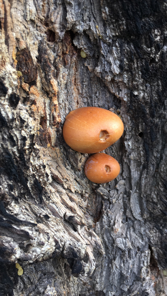 Veiled Polypore from Elmore County, US-ID, US on April 26, 2020 at 01: ...