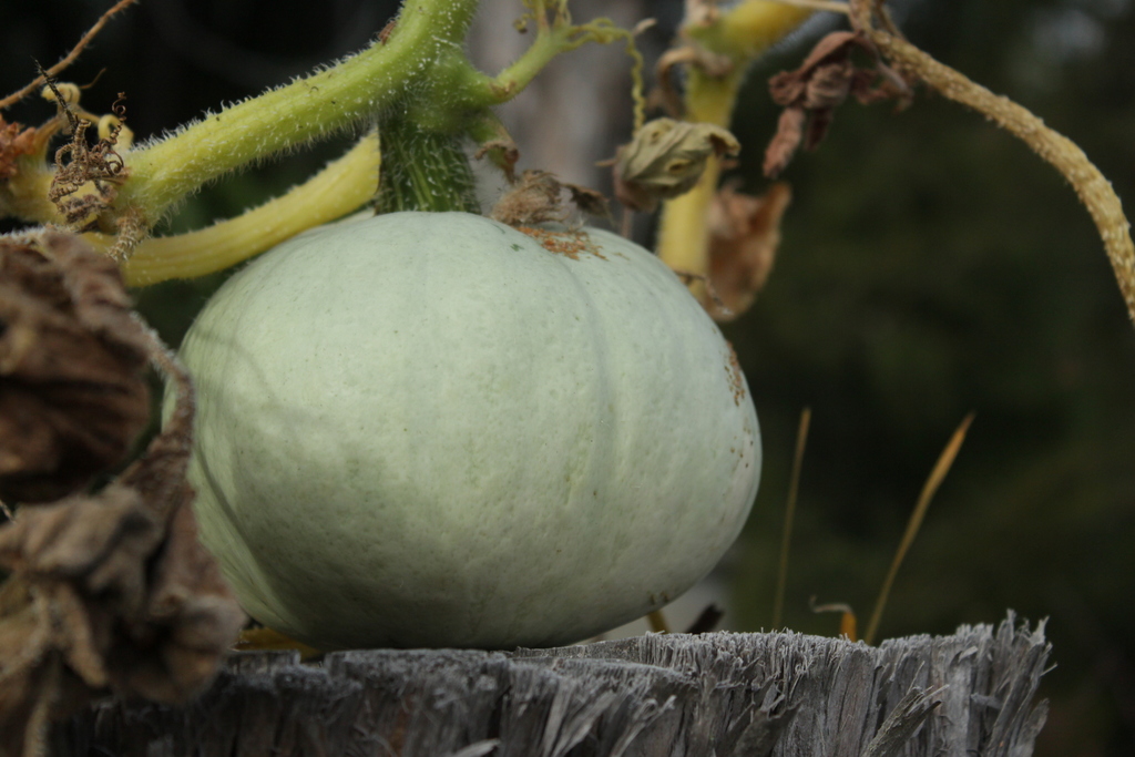 Butternut Squash in April 2020 by Eleanor Bissell. Dry season --- a bit ...
