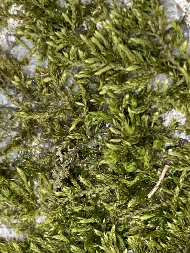seductive entodon moss from Guernsey, Wellesley, MA, US on April 26 ...