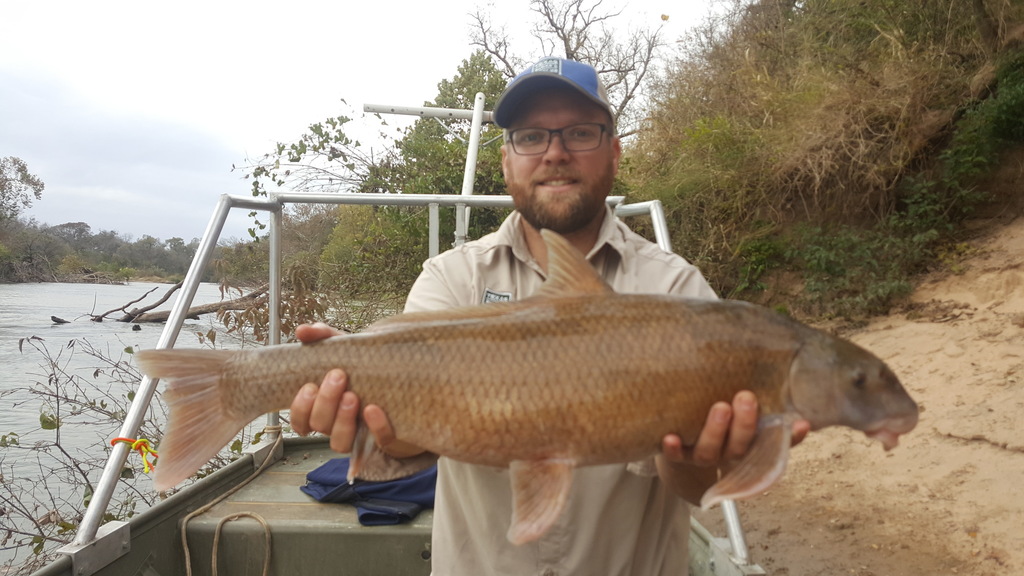 Blue Sucker from Bastrop County, TX, USA on December 2, 2016 at 11:32 ...