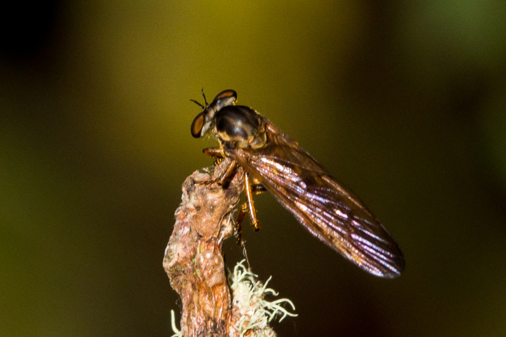 Gnat Ogres from San José Province, Rivas, Costa Rica on March 03, 2020 ...
