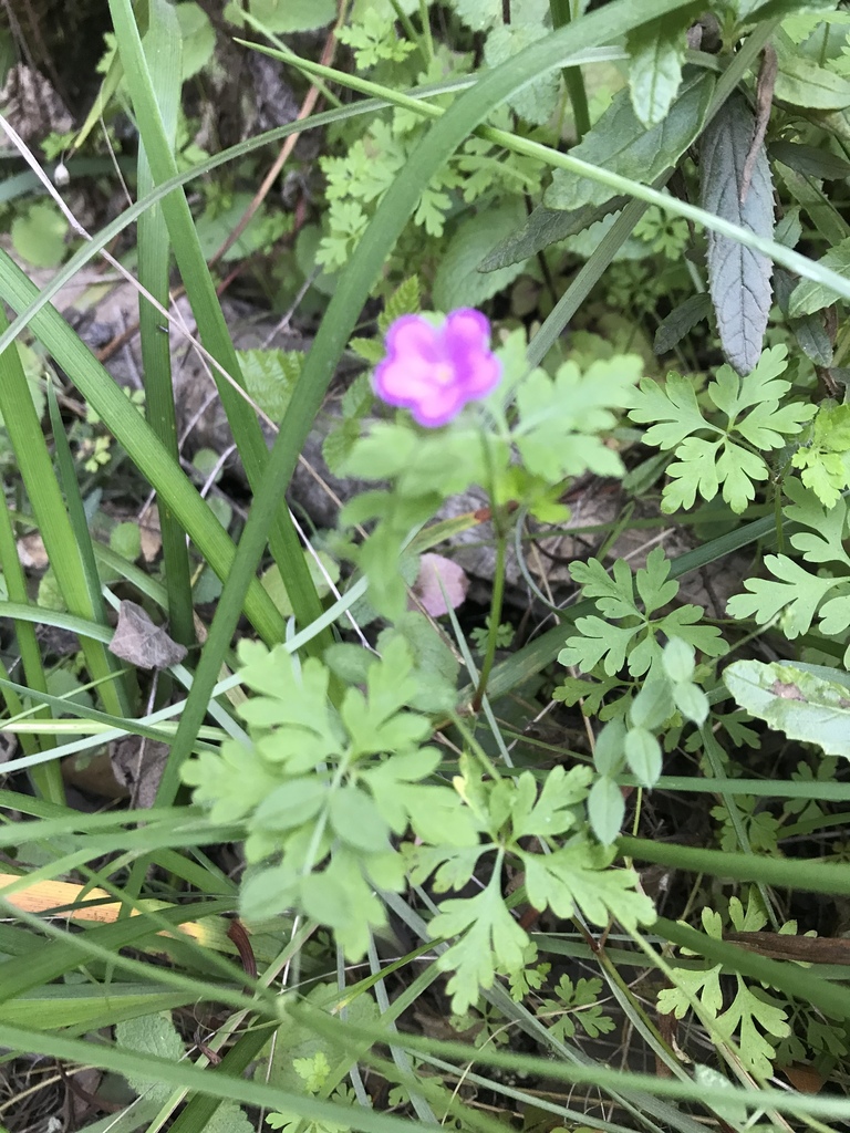 Ruberta from Iron Springs Rd, Fairfax, CA, US on April 26, 2020 at 04: ...