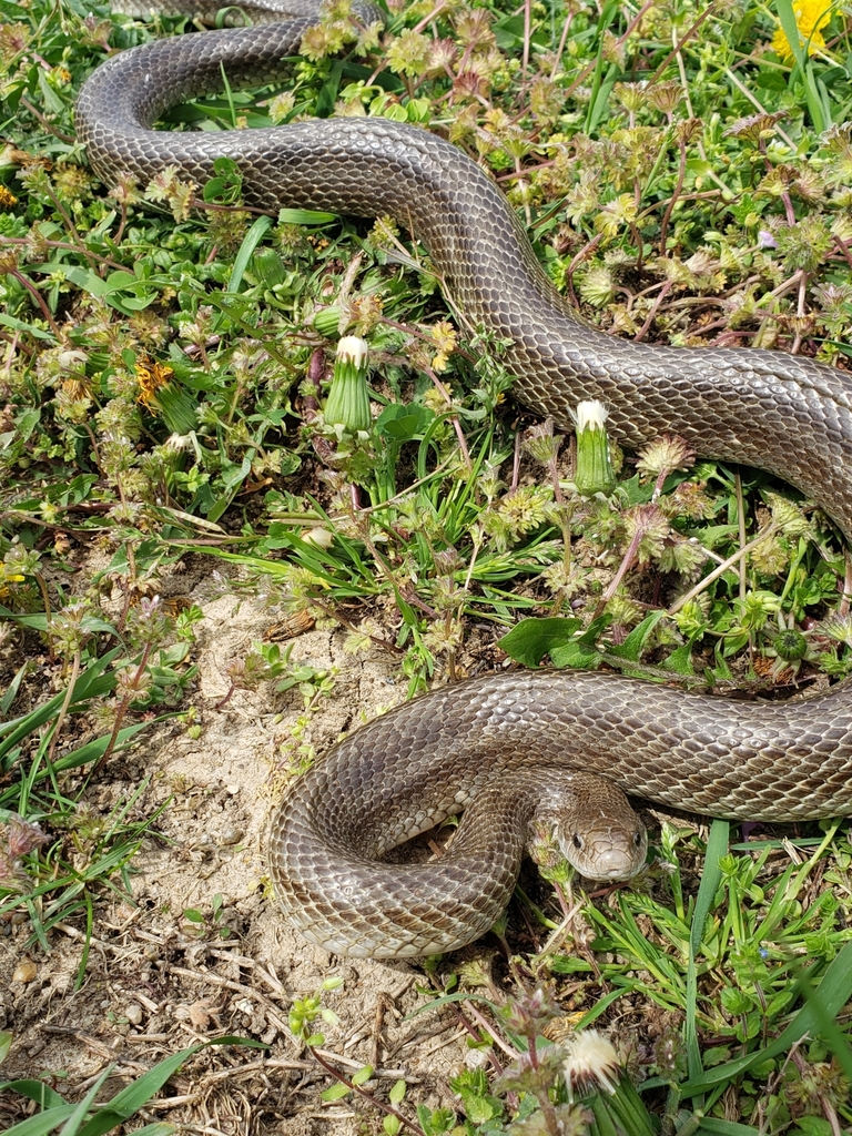 Prairie Kingsnake from Carbondale, IL, USA on April 3, 2020 at 12:48 PM ...