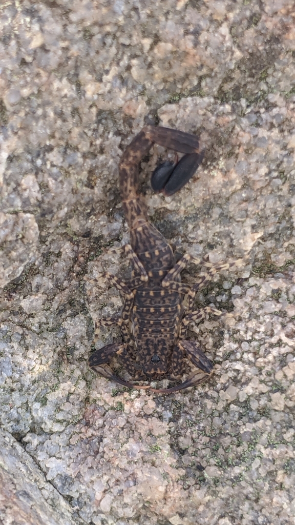 Little Marbled Scorpion from Mount Magnificent SA 5210, Australia on ...