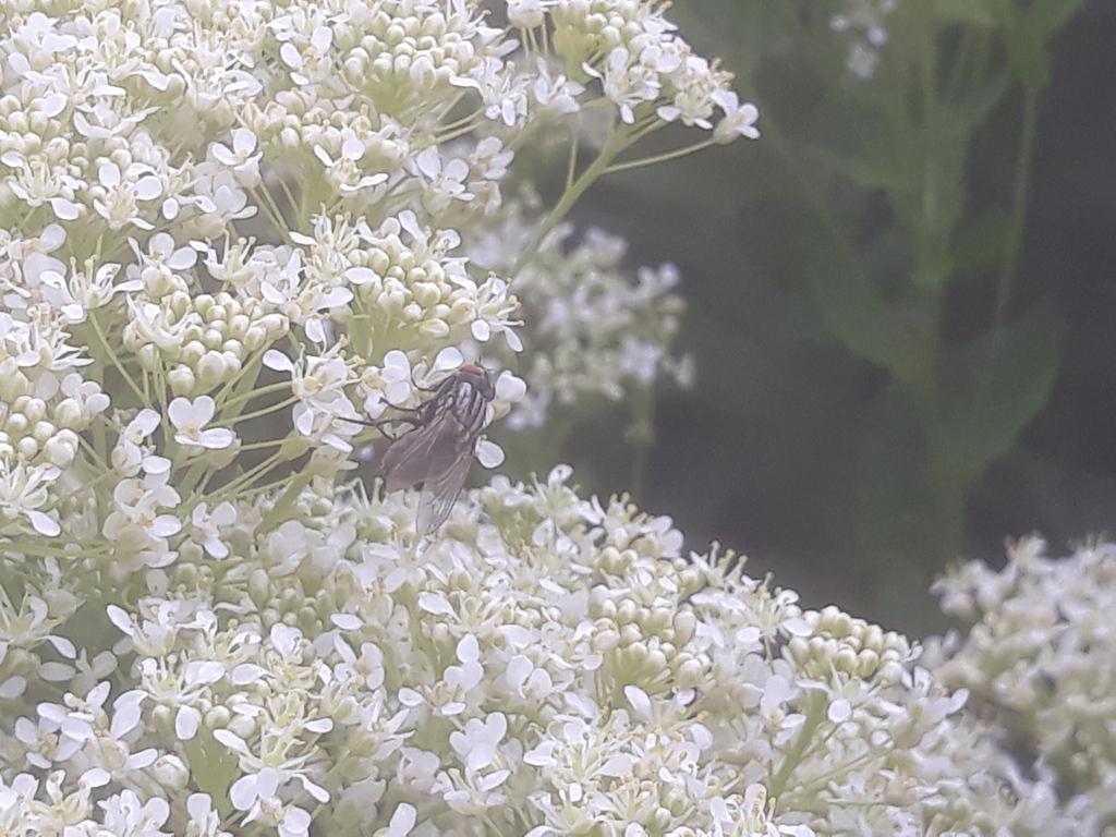 Common Flesh Flies from Eskişehir, Turkey on April 27, 2020 at 12:06 PM ...