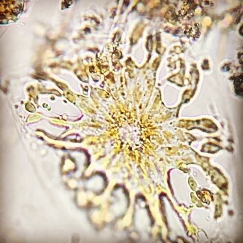 Helicotheca (Marine Phytoplankton of the Grand Strand Region of SC ...