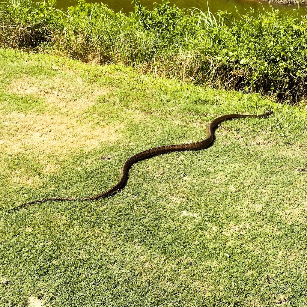 Oriental Rat Snake from Kau Sai Chau, Kau Sai Chau, New Territories, HK ...