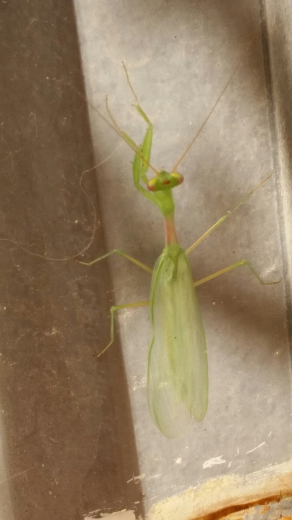 South African Mantis from Fish Hoek, Cape Town, 7974, South Africa on ...