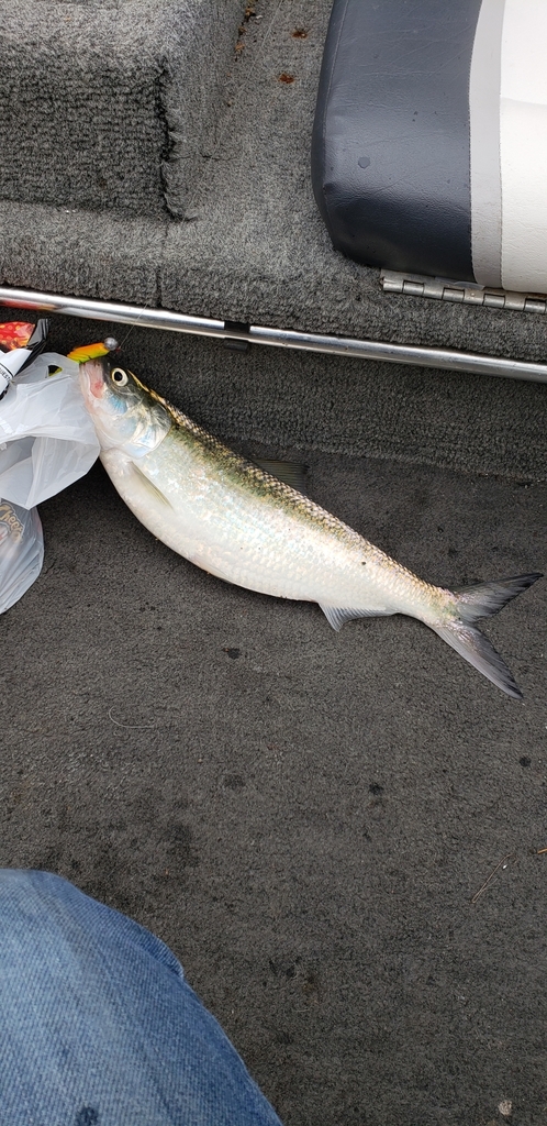 skipjack shad from Woodlawn, TN 37191, USA on April 03, 2020 at 05:11 ...