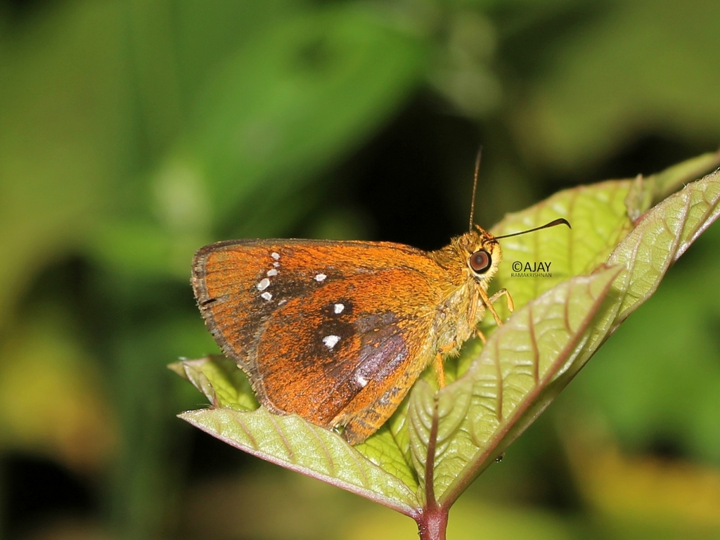 Chestnut Bob from Karimba, Palakkad on September 3, 2013 at 12:14 PM by ...