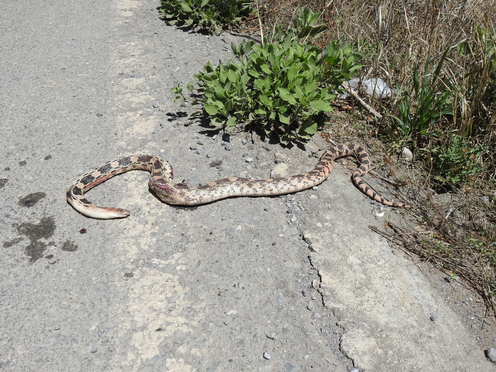 Mexican Bull Snake on March 25, 2020 at 01:33 PM by arturoc · iNaturalist