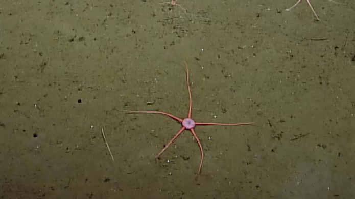 Brittle star (OTU: EO03) (NorthEast Pacific Deep Exploration Project (a ...