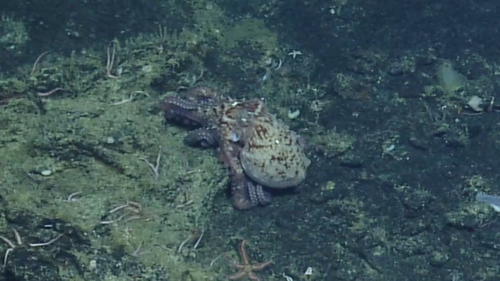 Giant Pacific Octopus (NorthEast Pacific Deep Exploration Project (a ...