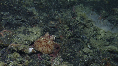 Giant Pacific Octopus (Seamounts of Canada's Large Offshore Pacific ...