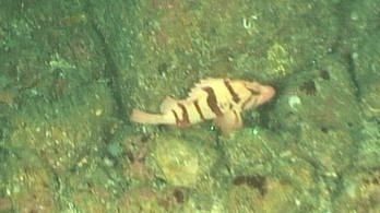 Tiger Rockfish (Seamounts of Canada's Large Offshore Pacific Area of ...