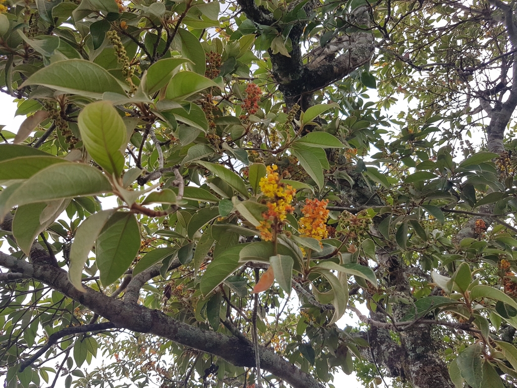 Nance from Samboni, Alto Boquete, Panamá on April 27, 2020 at 02:48 PM ...