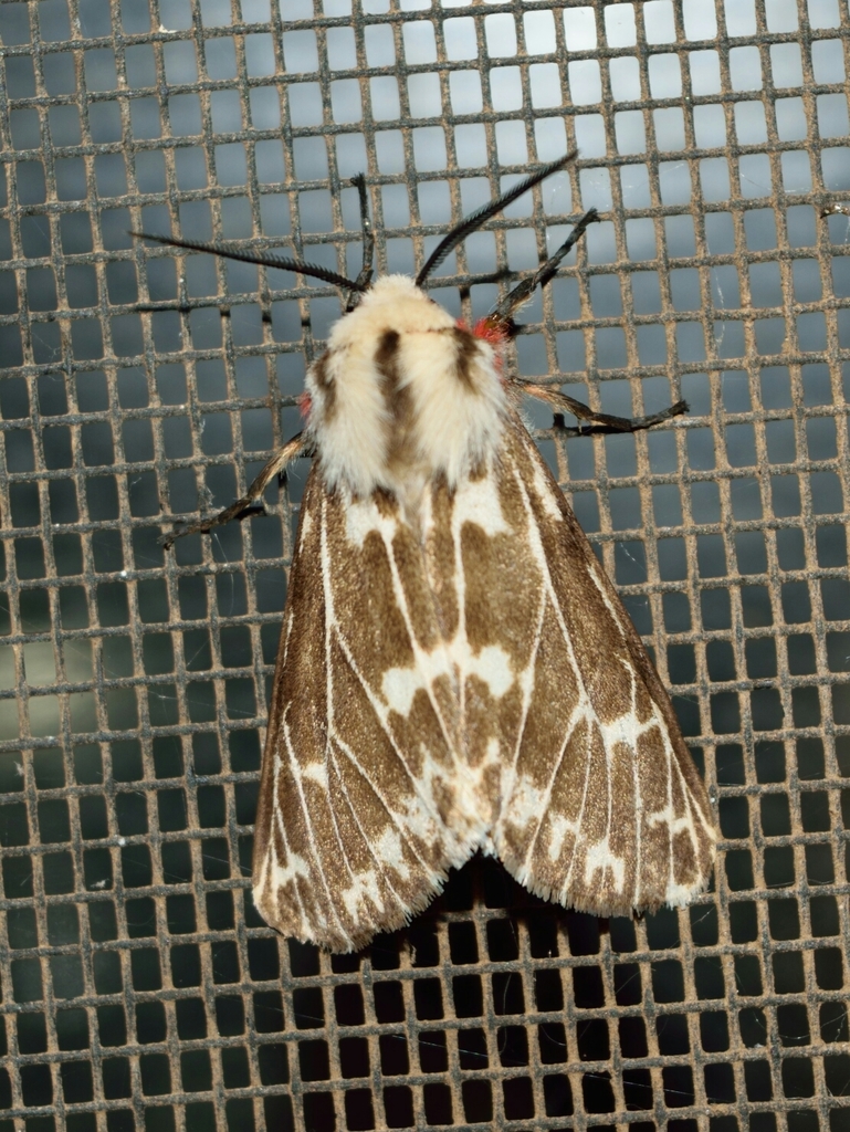 White Tiger Moth